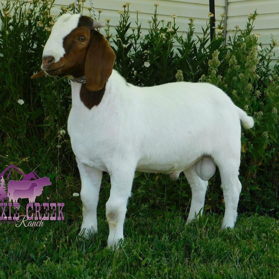 Boer Sire Directory – BIO-Genics LLC
