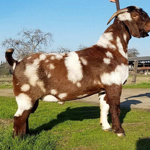 Boer Sire Directory – BIO-Genics LLC