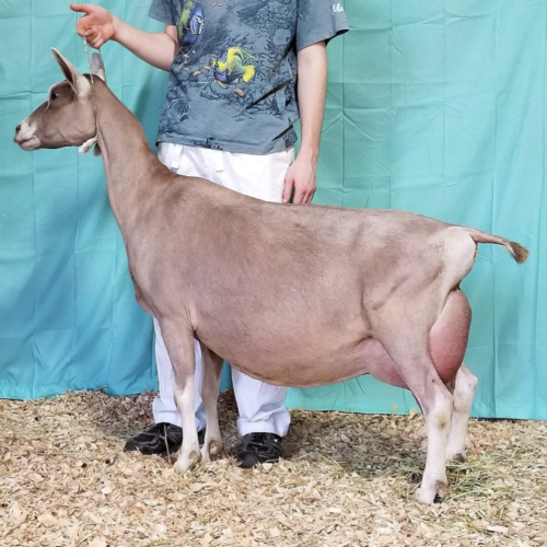 Domestic Sires – BIO-Genics LLC