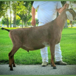 Domestic Sires – BIO-Genics LLC