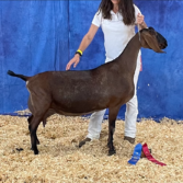 Domestic Sires – BIO-Genics LLC