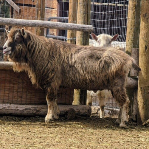 Domestic Sires – BIO-Genics LLC